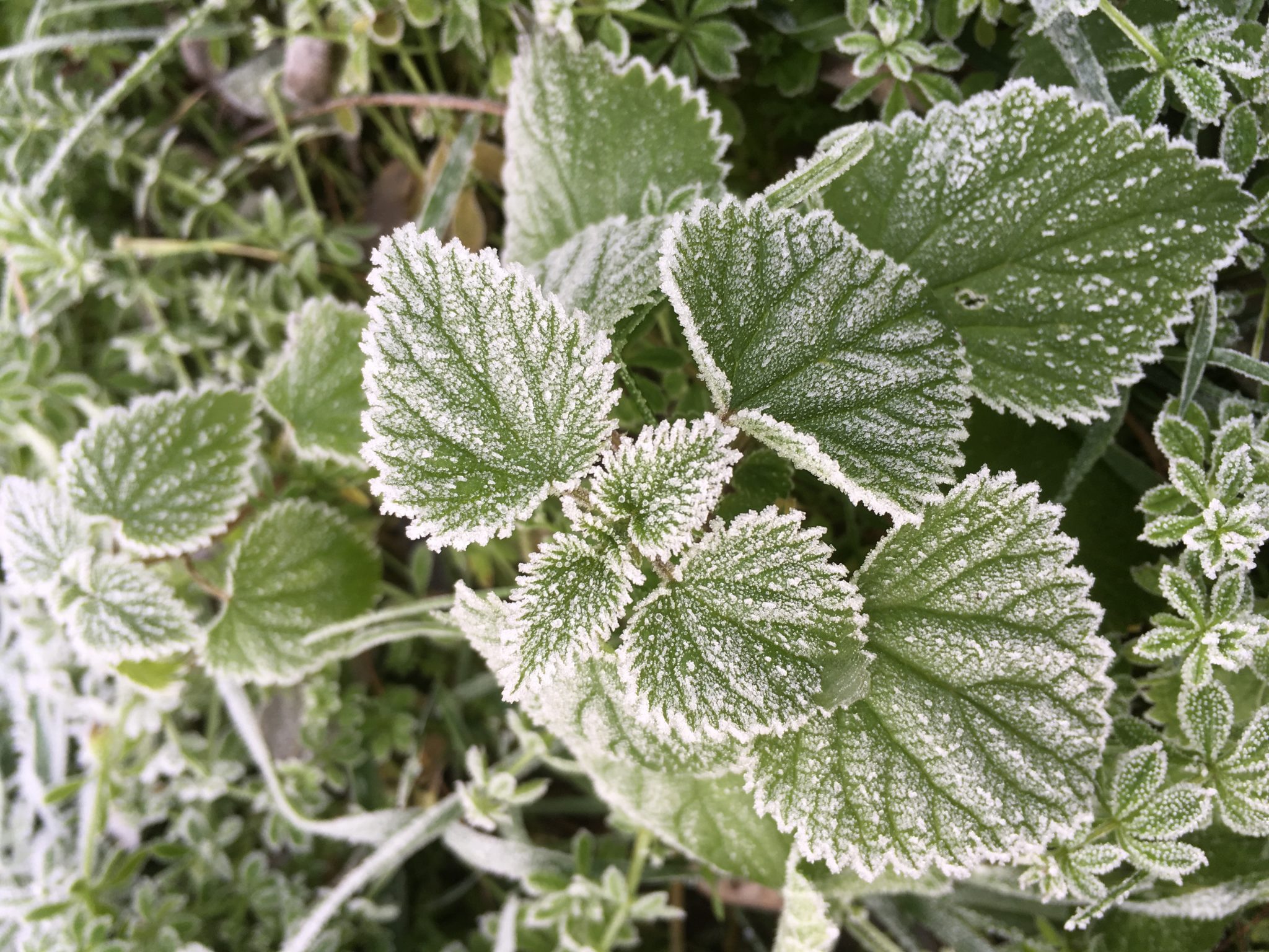 L'ortie - plante extraordinaire - Plantes Sauvages Comestibles