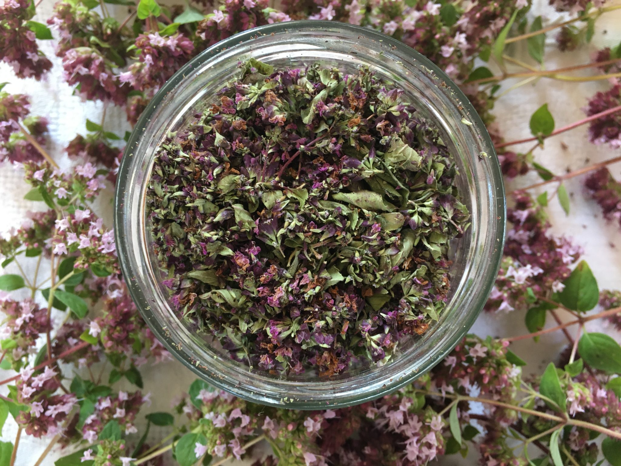 L’origan – l’aromate des bords de chemin