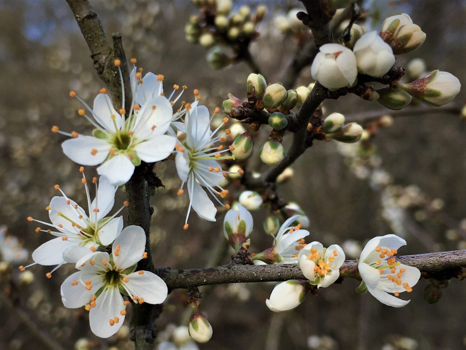 Les fleurs de prunellier