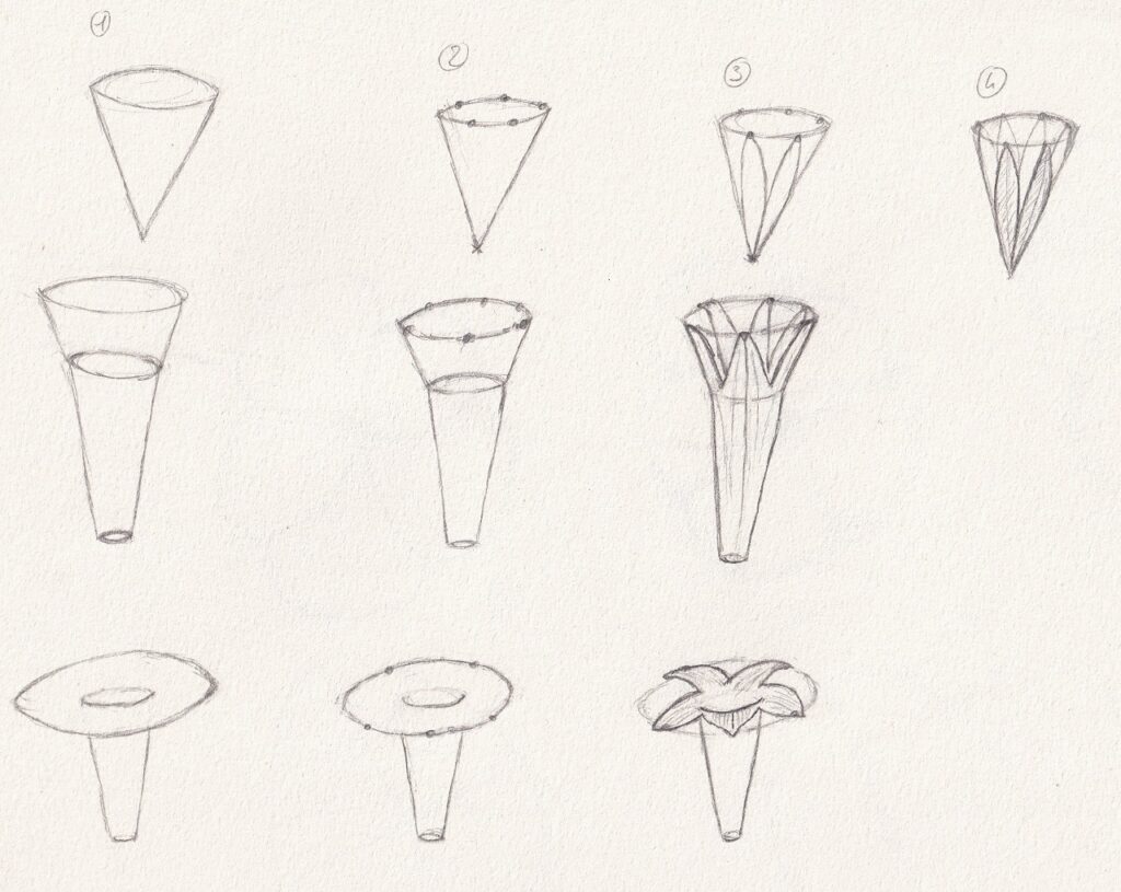 Dessiner les plantes (2/2)