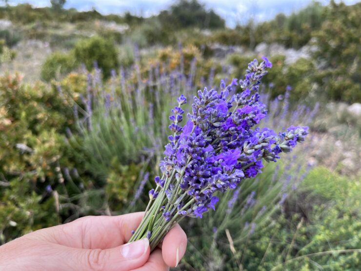 La lavande sauvage - Plantes Sauvages Comestibles